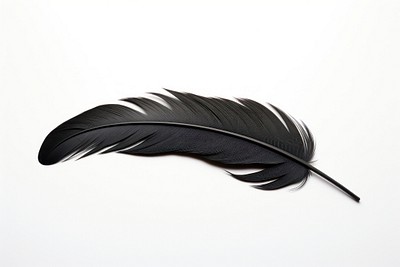 PNG Lightweight softness feather nature. | Premium PNG - rawpixel