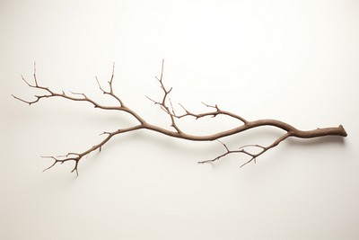 Branch plant tree wood. AI | Free Photo - rawpixel