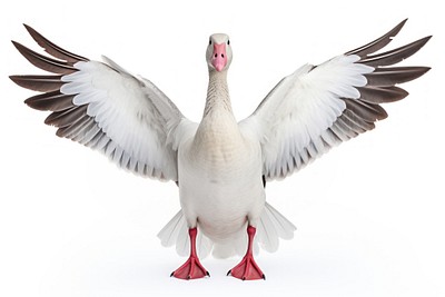 PNG Snow goose animal white | Premium PNG - rawpixel
