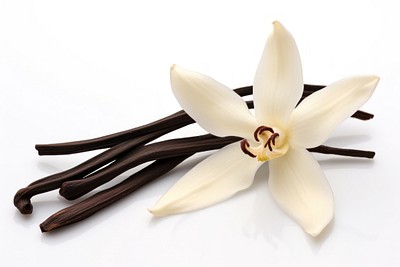 Dried Vanilla pod flower orchid | Premium Photo - rawpixel