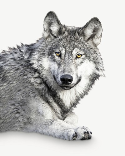 Wolf png animal, transparent background | Free PNG - rawpixel