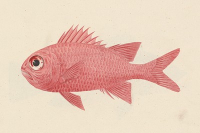 Unidentified Fish (1737–1770), vintage animal | Free Photo Illustration ...
