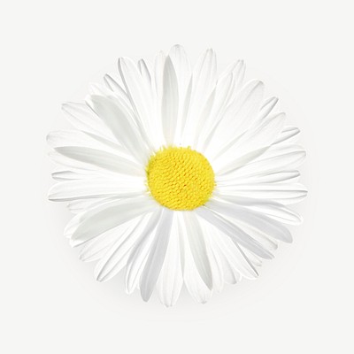 White daisy flower collage element | Free PSD - rawpixel