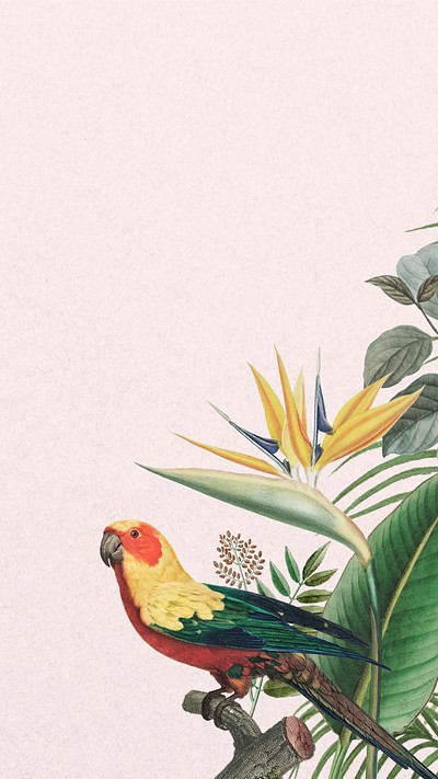Sun parakeet png bird border, | Premium PNG - rawpixel