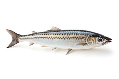 Mackerel fish seafood sardine animal. | Free Photo - rawpixel