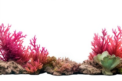 PNG Sea aquarium outdoors nature. | Premium PNG - rawpixel