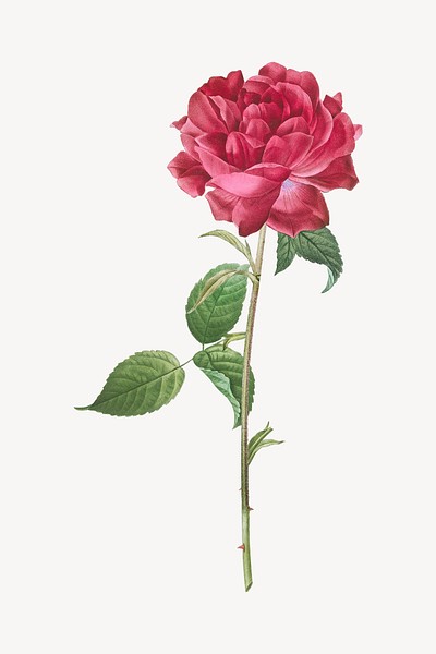 PNG Vintage rose flower illustration | Premium PNG - rawpixel