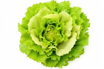 Batavia lettuce salad rosette vegetable | Free Photo - rawpixel