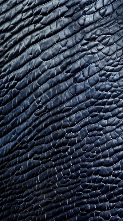 Whale skin texture black backgrounds. | Premium Photo - rawpixel