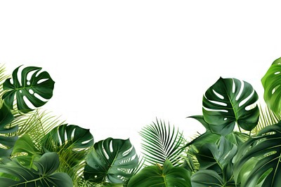 Monstera plants backgrounds vegetation outdoors. | Premium Photo - rawpixel