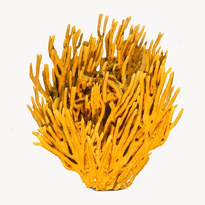 Yellow sea coral, marine life | Premium Photo - rawpixel