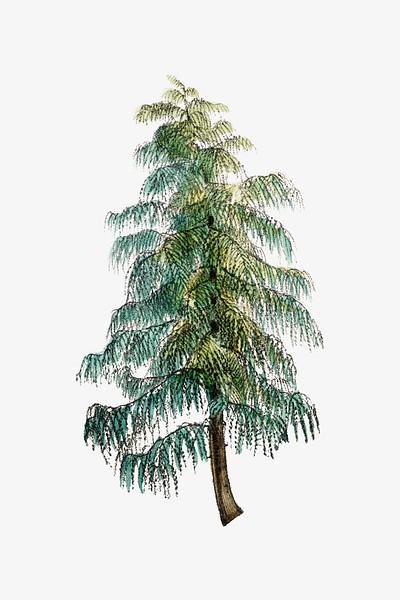 Sikkim larch tree, vintage Himalayan | Free Photo Illustration - rawpixel
