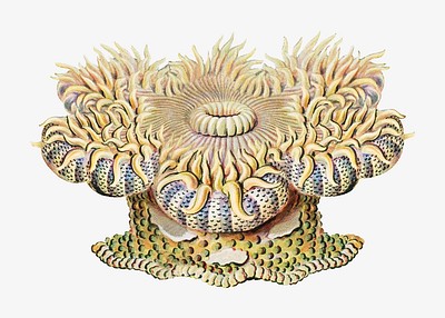 Haeckel Actiniae, marine life illustration | Premium Photo Illustration ...