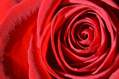 Rose png overlay texture, abstract | Free PNG - rawpixel