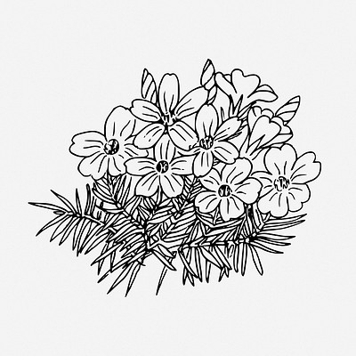 Flower bouquet drawing, tufted phlox | Free PSD - rawpixel
