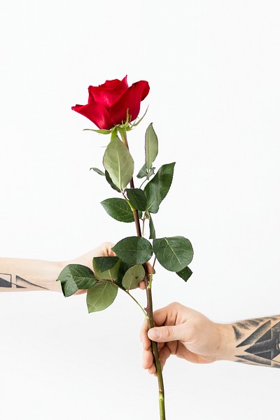 Man giving a rose to his | Free Photo - rawpixel