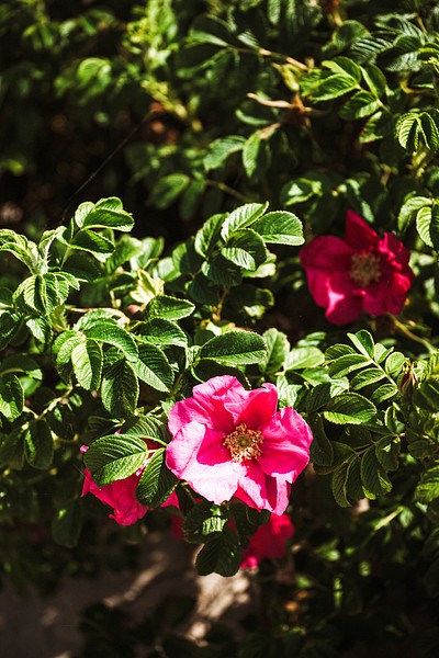 Wild rosebush with pink roses | Free Photo - rawpixel