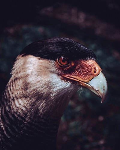 Closeup of a falcon at Wildparadies | Free Photo - rawpixel