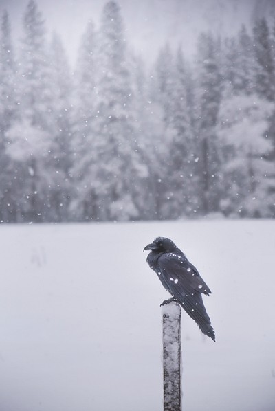 Cold crow on a pole | Free Photo - rawpixel