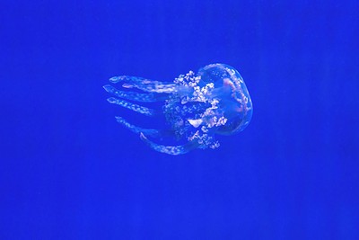 Jellyfish deep blue sea | Free Photo - rawpixel