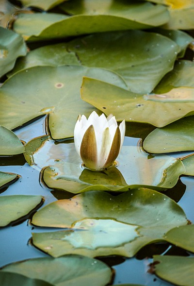 Unopened lotus flower bud | Free Photo - rawpixel