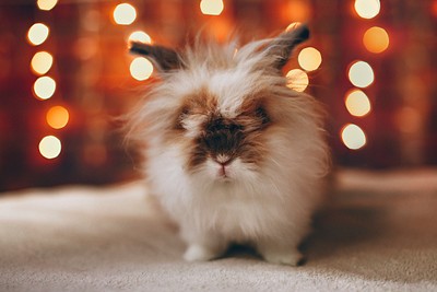 Lionhead rabbit with Christmas lights | Free Photo - rawpixel