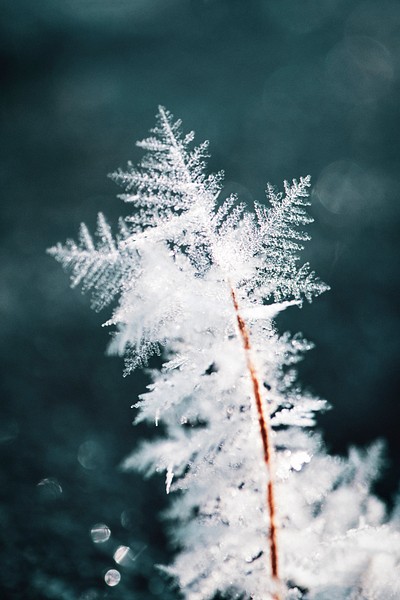 Frosted fern leaves in winter | Free Photo - rawpixel