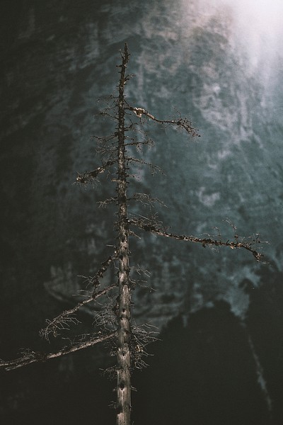 Dry tree in the woods | Free Photo - rawpixel