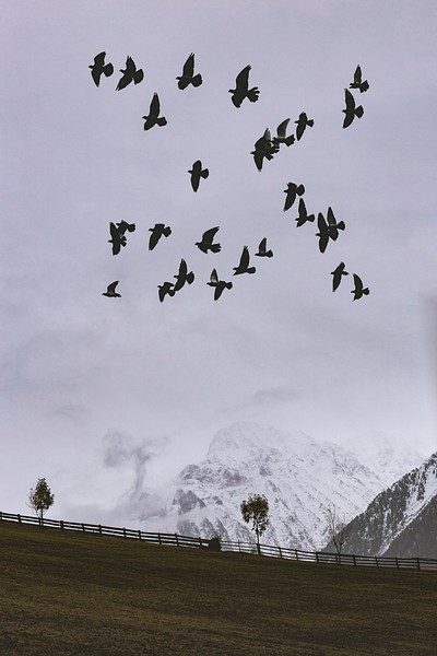 Flock birds flying foggy mountains | Free Photo - rawpixel
