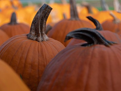 Closeup fresh pumpkins market | Free Photo - rawpixel