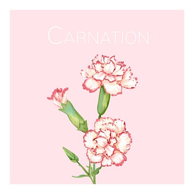 Hand drawn carnation flower illustration | Premium Vector Illustration ...