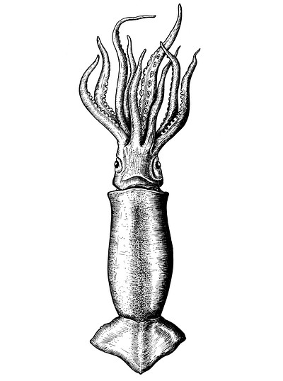 Hand drawn squid isolated | Premium Vector Illustration - rawpixel