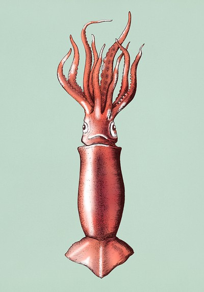 Hand drawn squid isolated | Free Photo Illustration - rawpixel