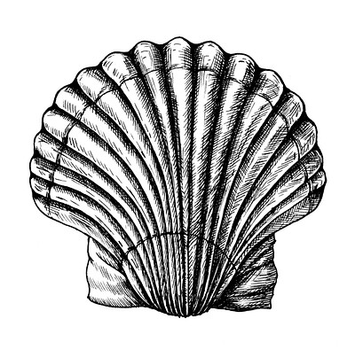Hand drawn scallop saltwater clams | Premium Photo Illustration - rawpixel
