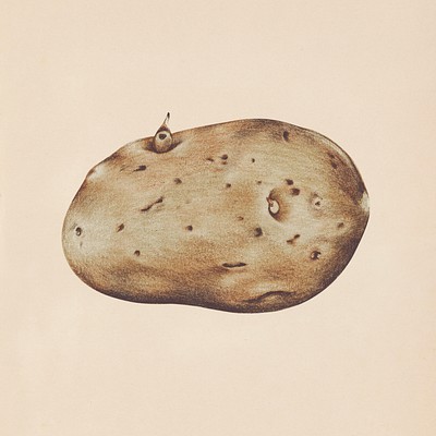 Hand drawn potato illustration | Premium PSD - rawpixel