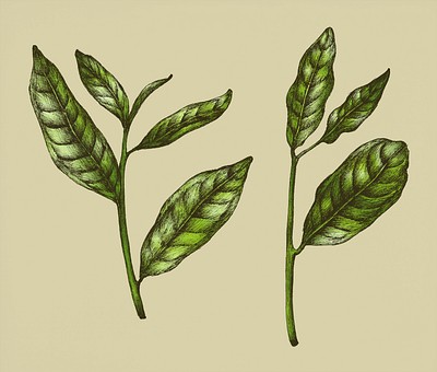 Hand drawn fresh green tea | Premium Photo Illustration - rawpixel