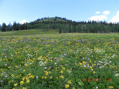 Tall forb plant community in the LaBarge | Free Photo - rawpixel