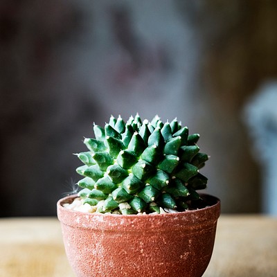 Closeup of real cactus in a pot | Premium Photo - rawpixel