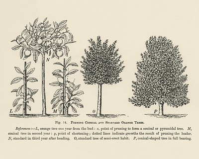 Vintage illustration trees pruning digitally | Free Photo Illustration ...