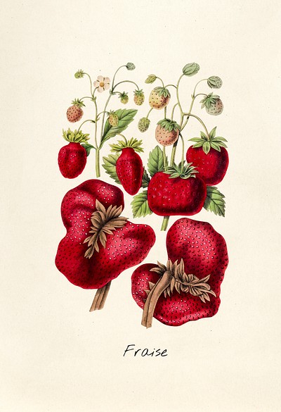 Antique illustration of fraises | Premium Photo Illustration - rawpixel