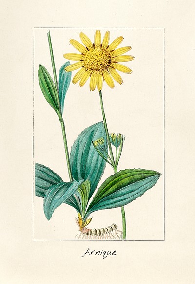 Antique illustration of Arnique | Premium Photo Illustration - rawpixel