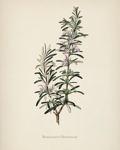 Rosemary (Rosmarinus) officinalis illustration Medical | Premium PSD ...