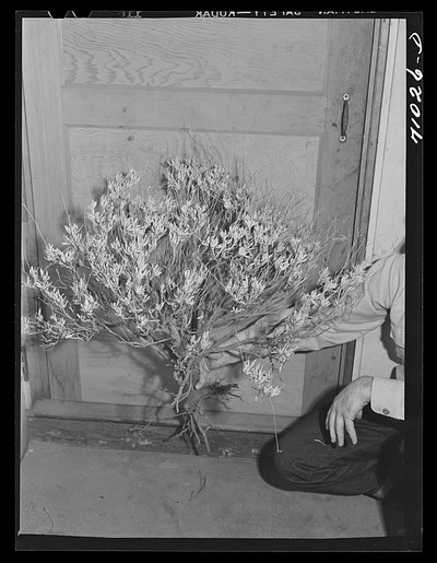 [Photograph appears show guayule plant, | Free Photo - rawpixel