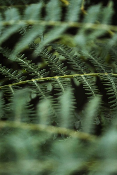 Macro shot of fern branch | Premium Photo - rawpixel