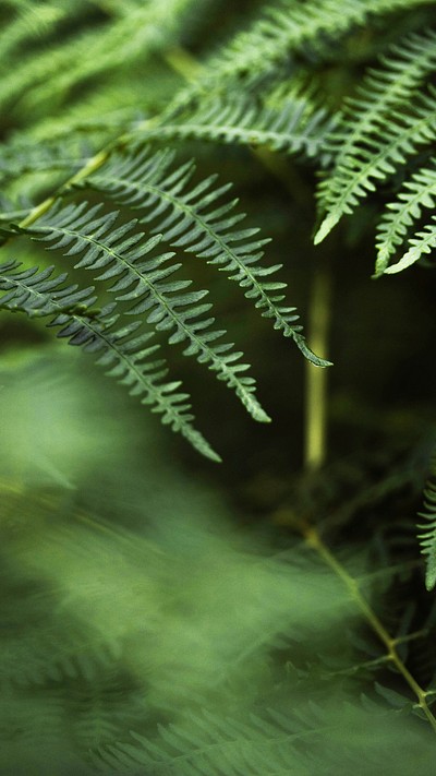 Macro shot of fern branch | Premium Photo - rawpixel