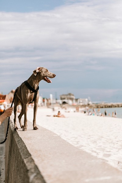 Dog walk beach | Free Photo - rawpixel