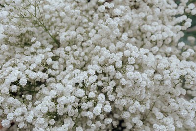 Closeup of white gypsophila flower | Free Photo - rawpixel