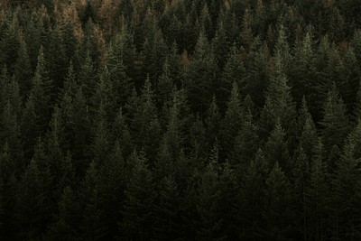 Black forest featuring coniferous evergreen | Free Photo - rawpixel