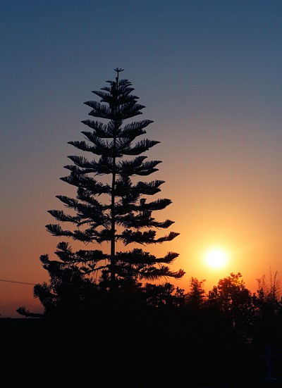 Sun with pine tree | Free Photo - rawpixel