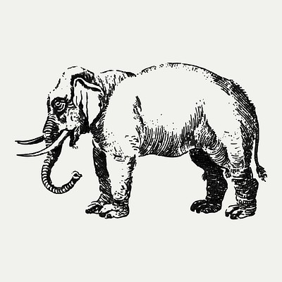 Vintage European style elephant engraving | Free Photo Illustration ...